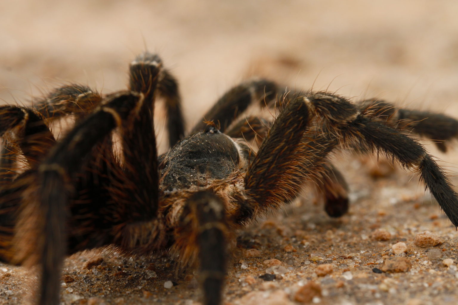 Migale – Voyage, Recherche & Education